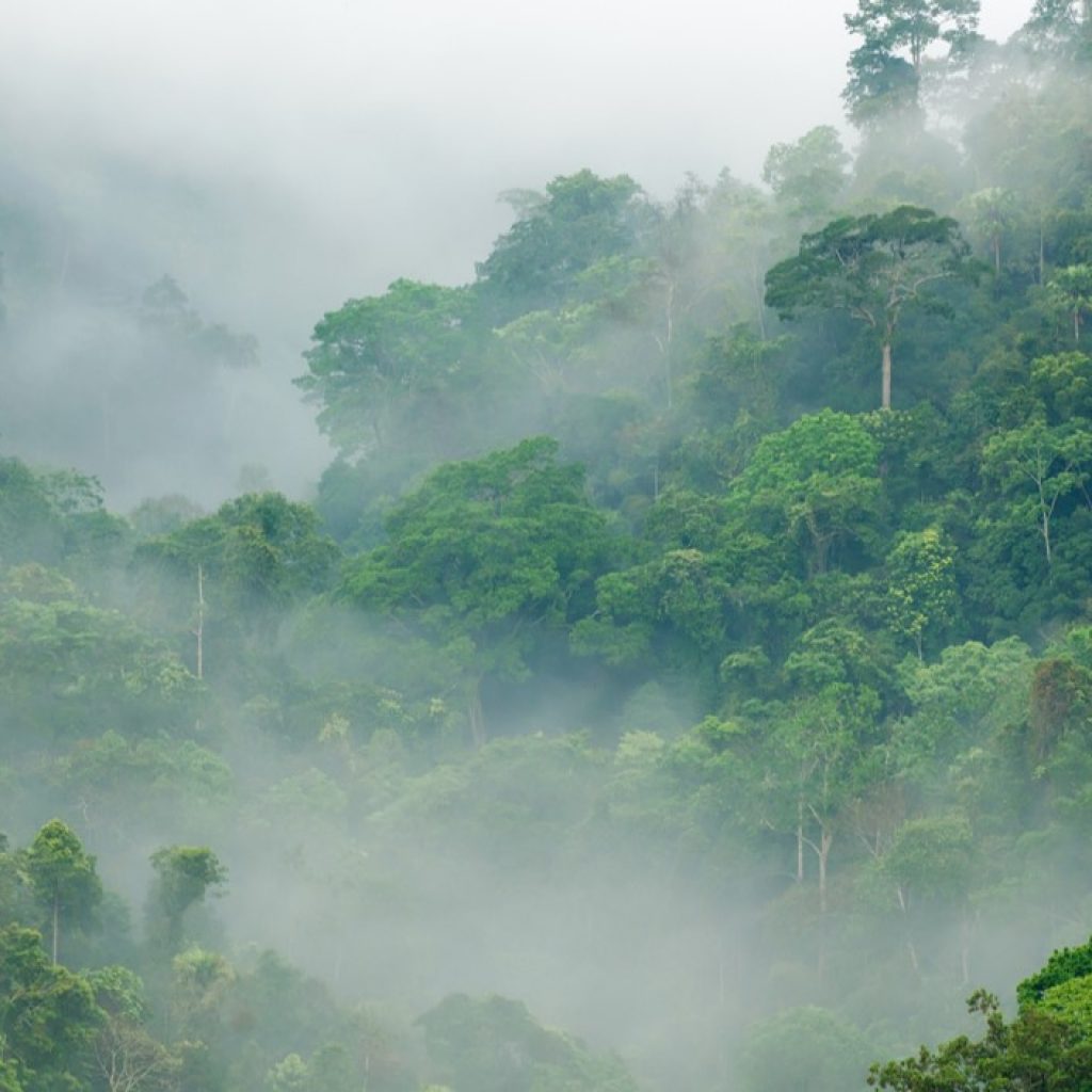 forest - Zen Ecosystems